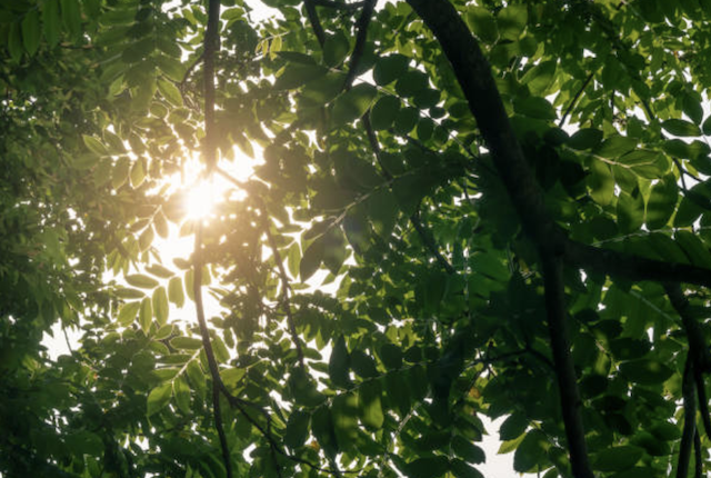 Best Trees to Plant for Shade - AL Tree Trimming